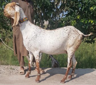 Beetal Goats - Breed Profile - Goat Journal
